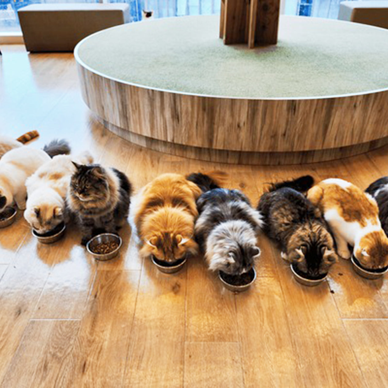 Discover Japanese cuisine — Yamitsuki Gourmet